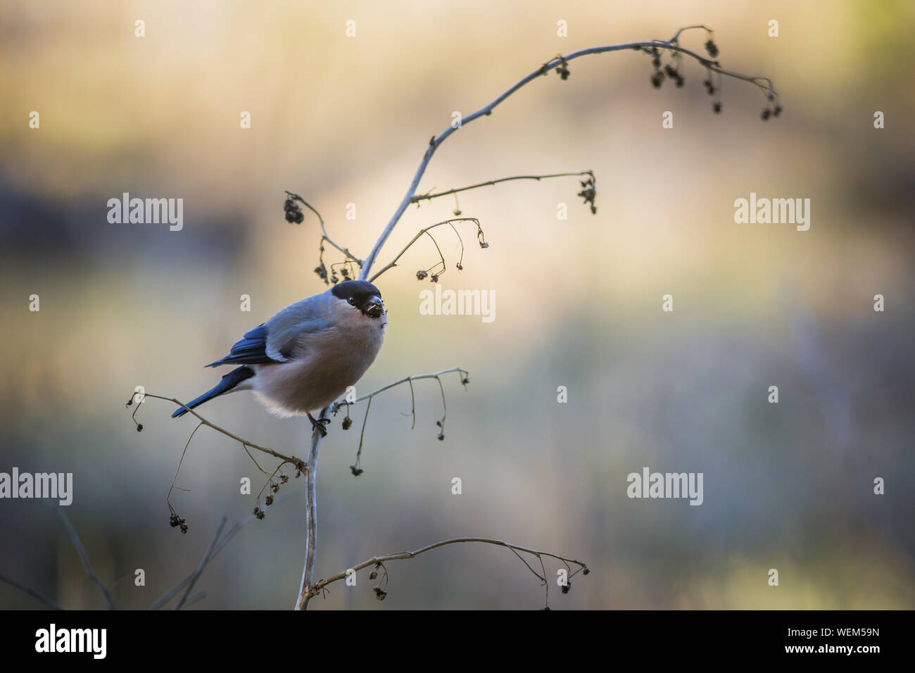 Bullfinch flying hi-res stock photography and images - Alamy