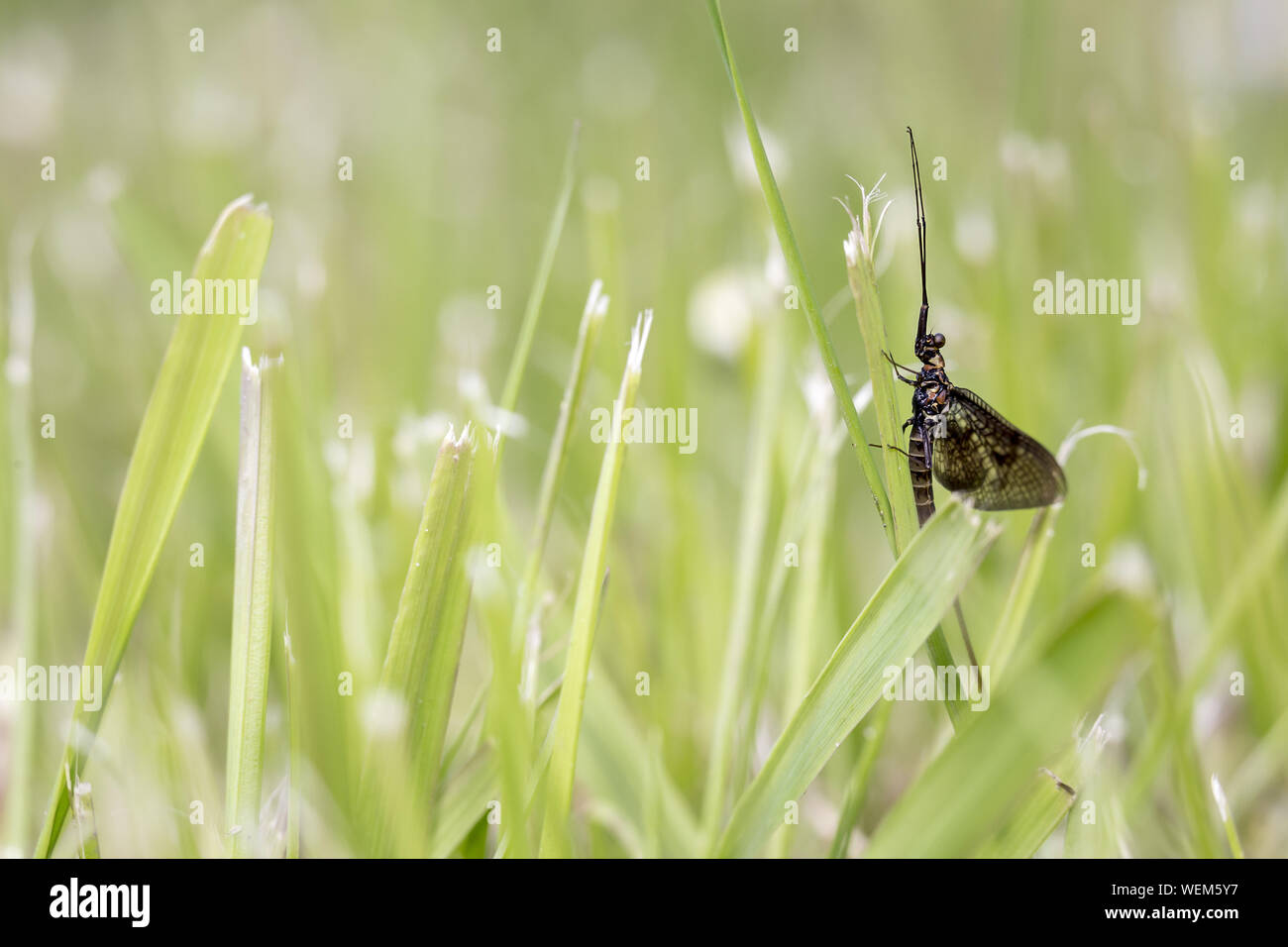 Portrait of a Mayfly Stock Photo - Alamy