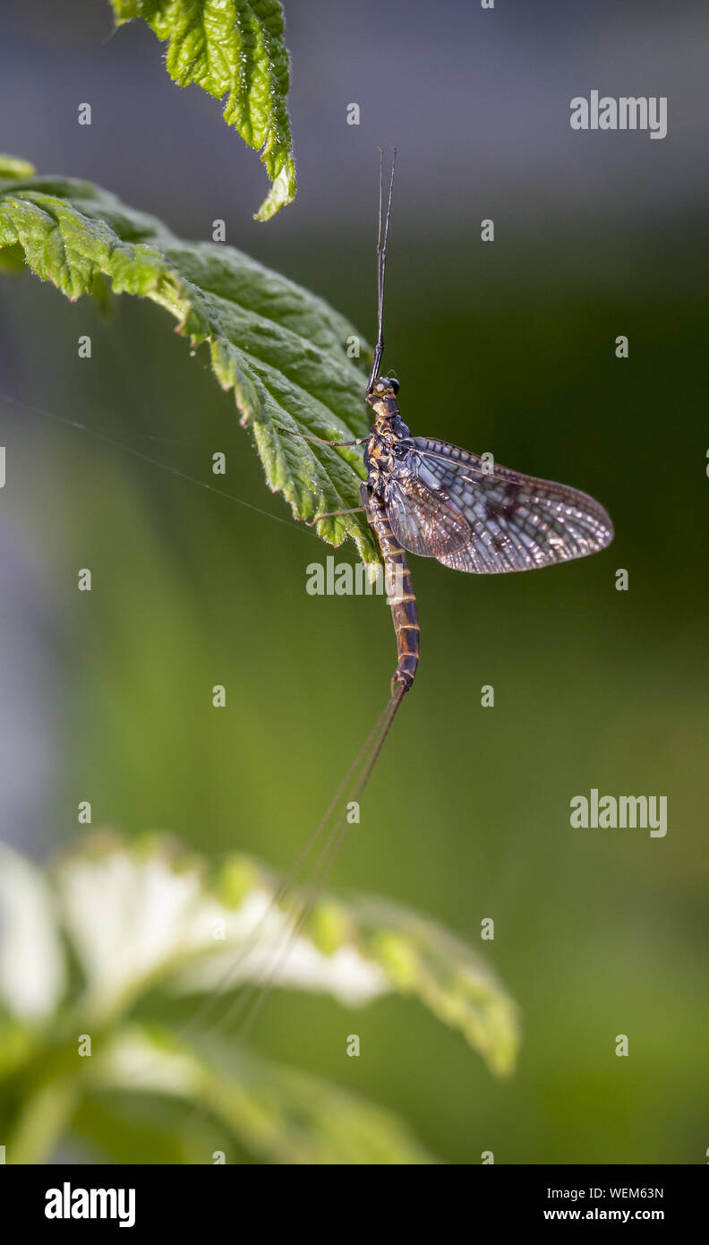 Mayfly eye macro hi-res stock photography and images - Alamy