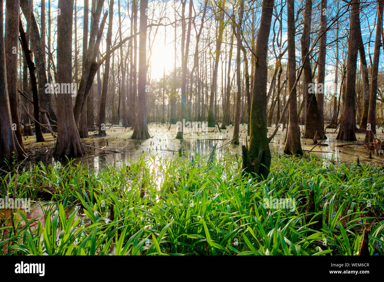 Swamp in northern wilderness hi-res stock photography and images - Alamy