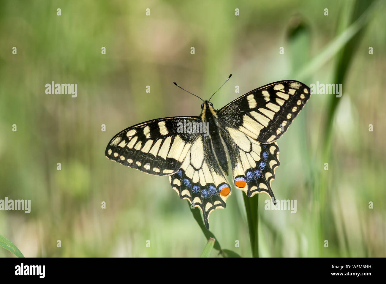 Old world swallowtail (Papilio machaon Stock Photo - Alamy