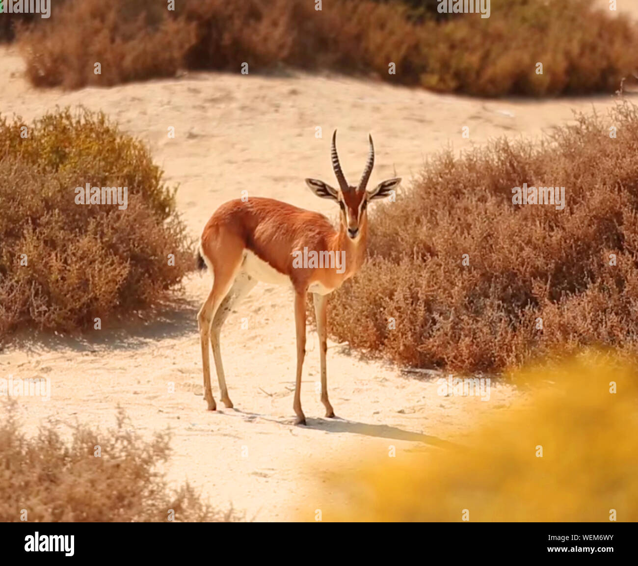 Gazelle standing hi-res stock photography and images - Alamy