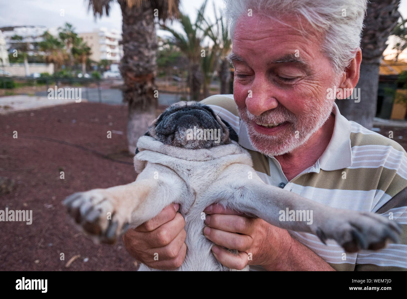 Senior pug hi-res stock photography and images - Alamy