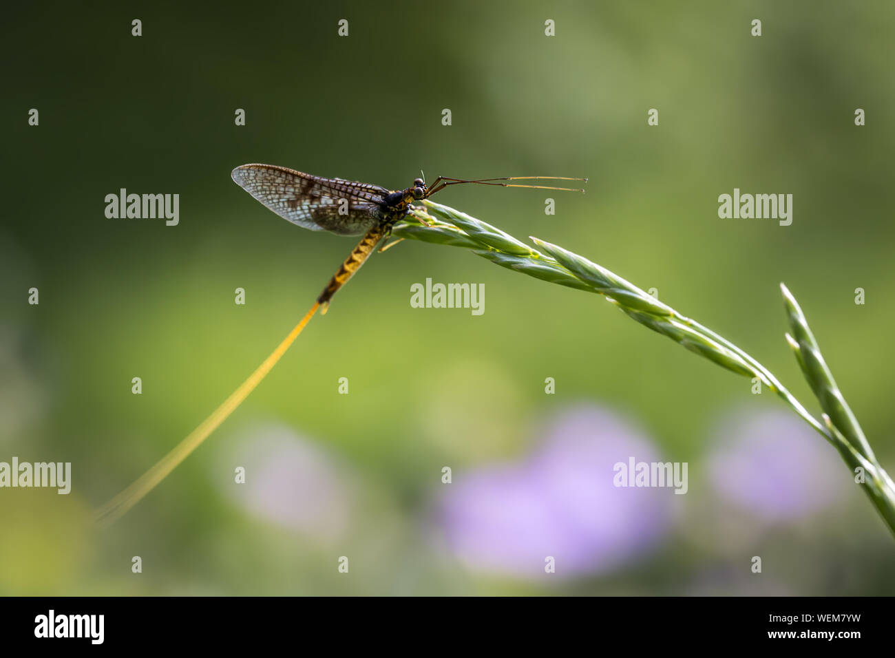 Portrait of a Mayfly Stock Photo - Alamy