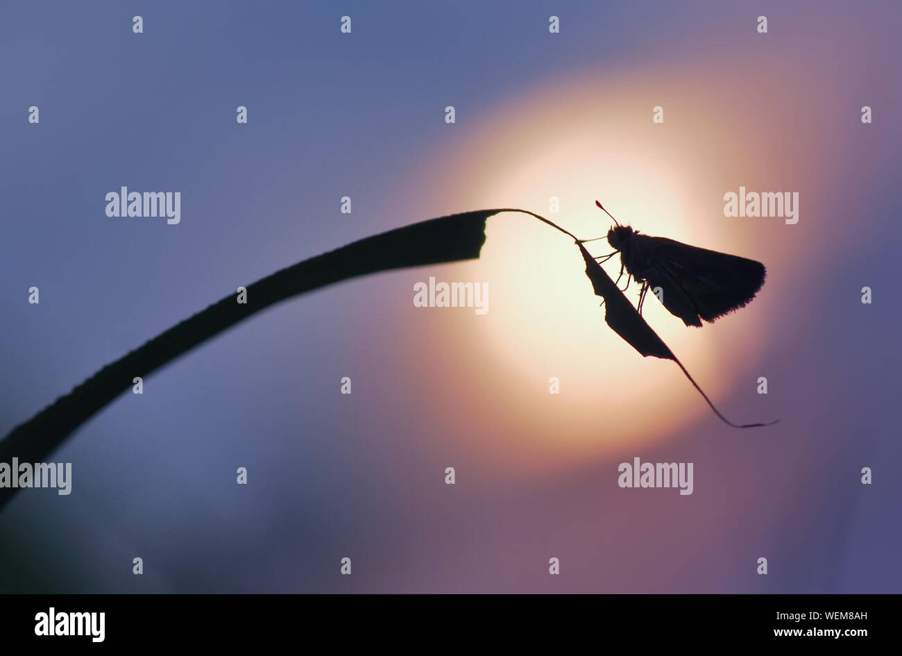 Sun moth hi-res stock photography and images - Alamy