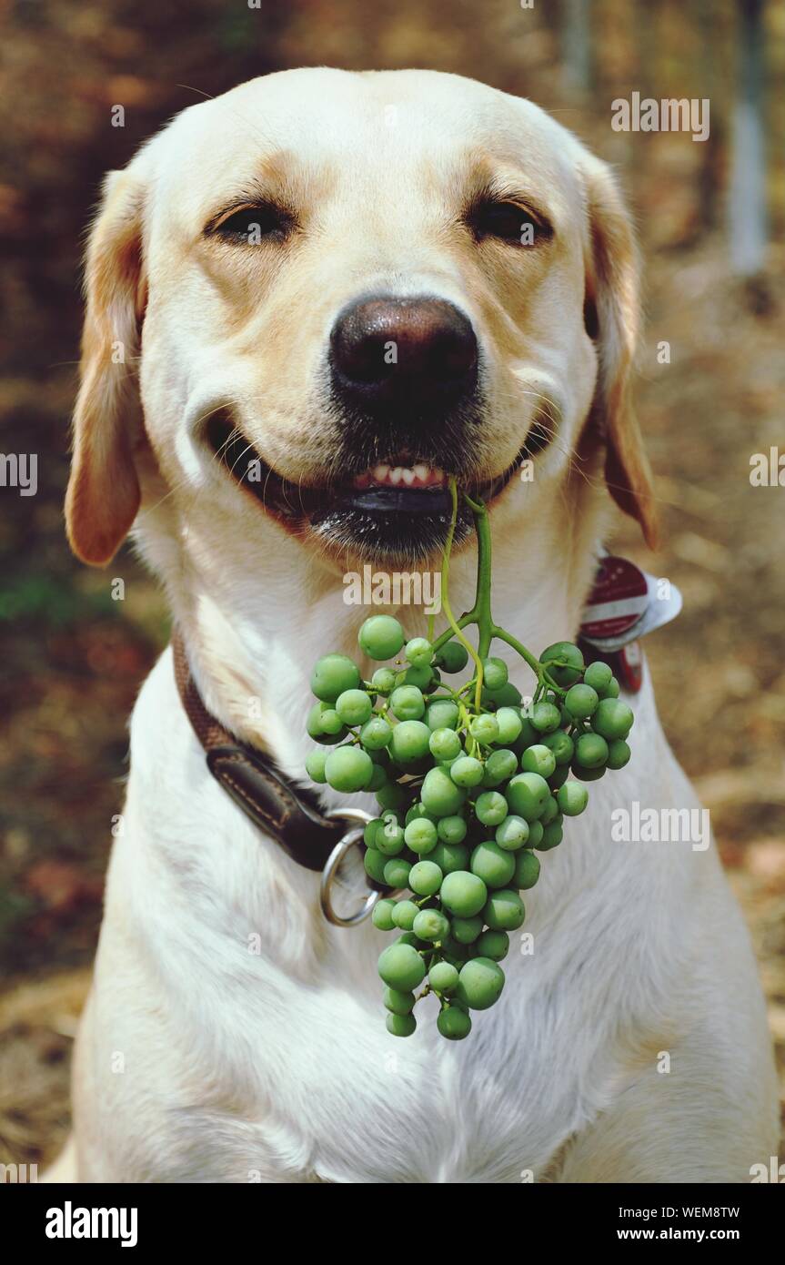 Funny_dog hi-res stock photography and images - Alamy