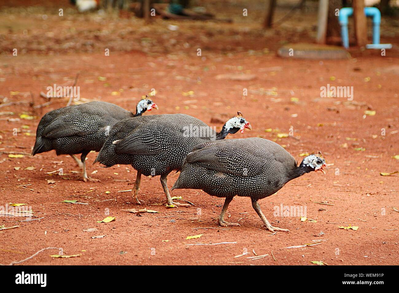 Fowls hi-res stock photography and images - Alamy