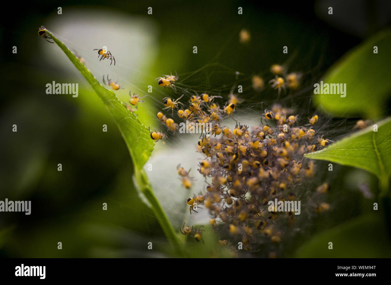Close up spider moving in hi-res stock photography and images - Alamy