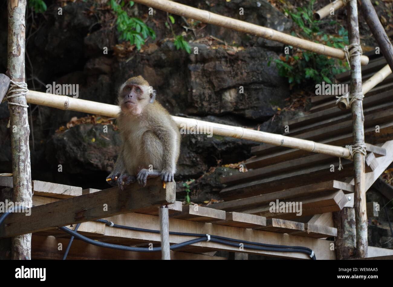 Monkey Staircase High Resolution Stock Photography and Images - Alamy