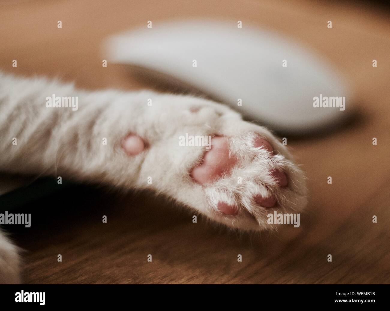Cat computer mouse animal hi-res stock photography and images - Alamy
