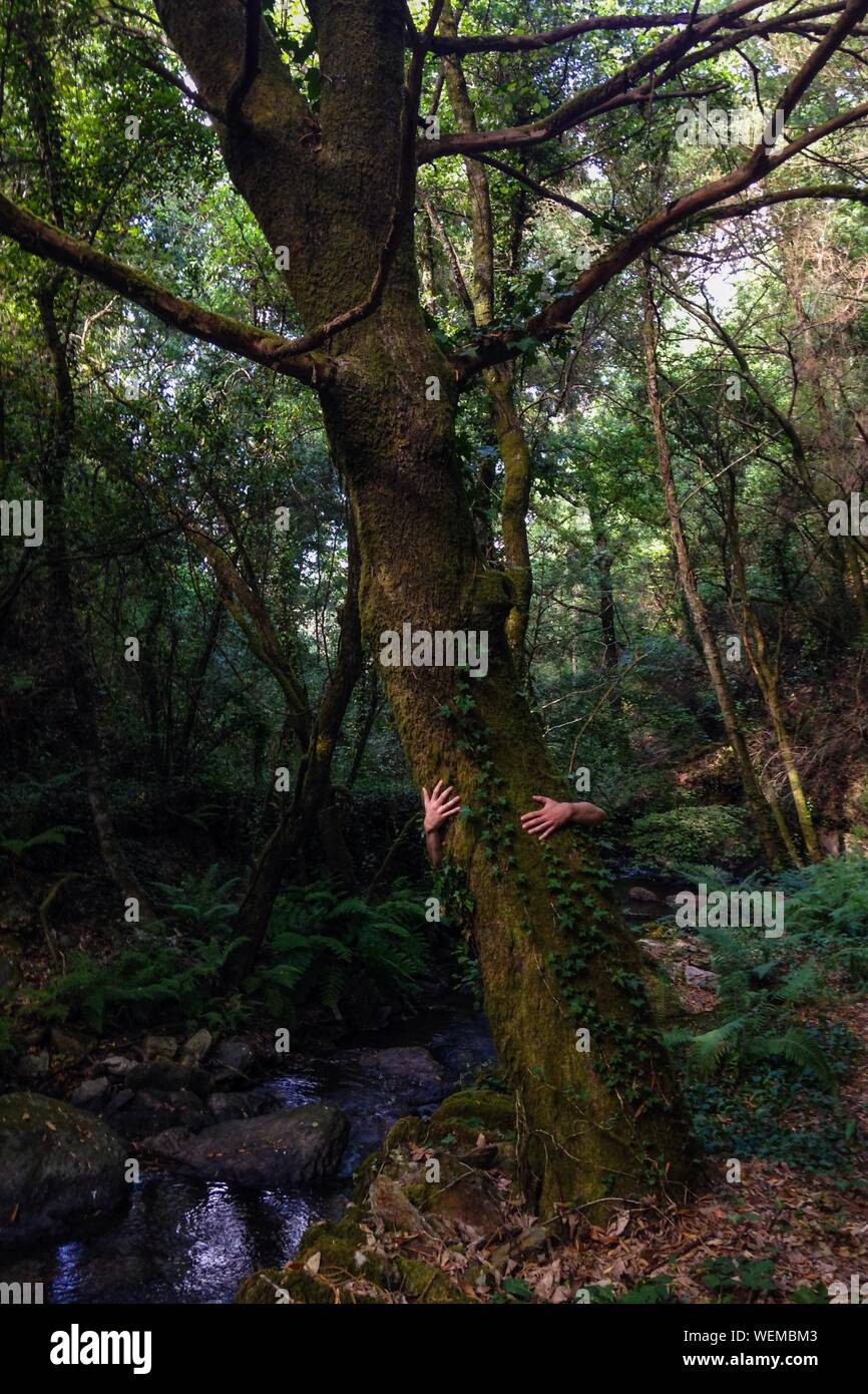 Hugging tree forest hi-res stock photography and images - Alamy