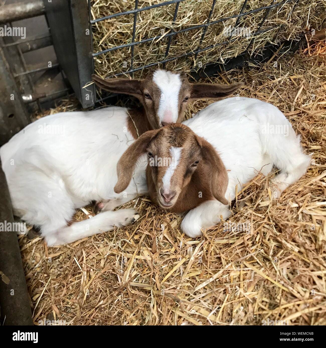 Two lying goats hi-res stock photography and images - Alamy
