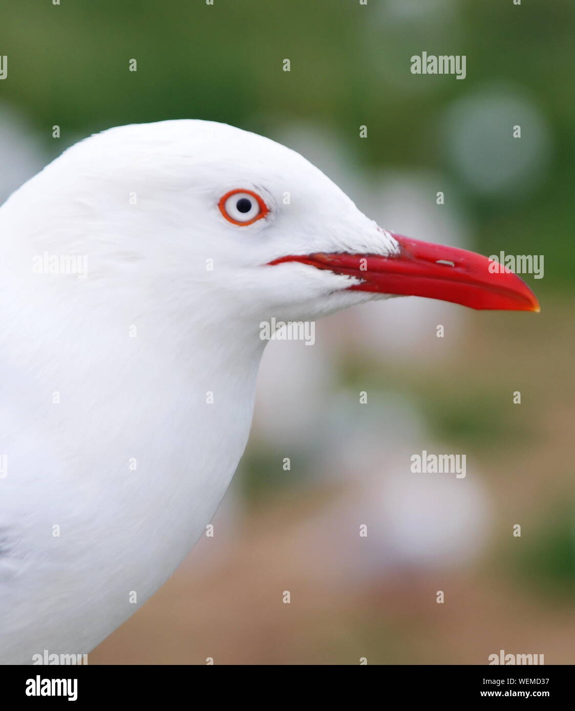 Side Profile Of Seagull High Resolution Stock Photography and Images ...