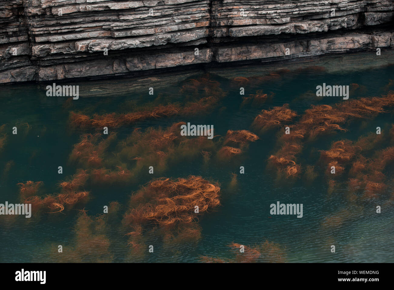 Seaweed floating sea hi-res stock photography and images - Alamy