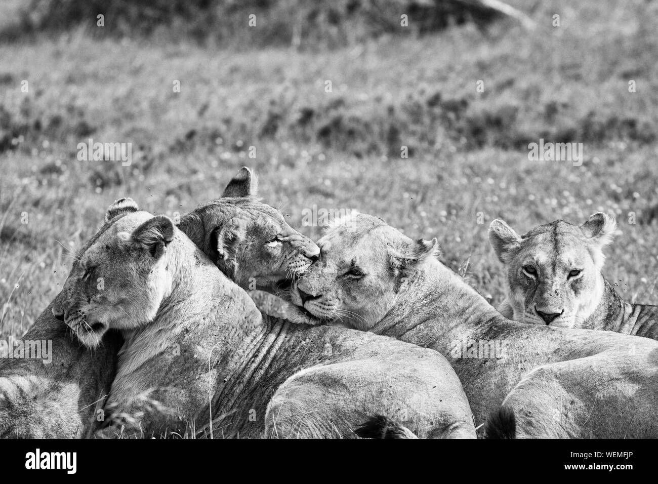 Lioness sitting side view hi-res stock photography and images - Alamy