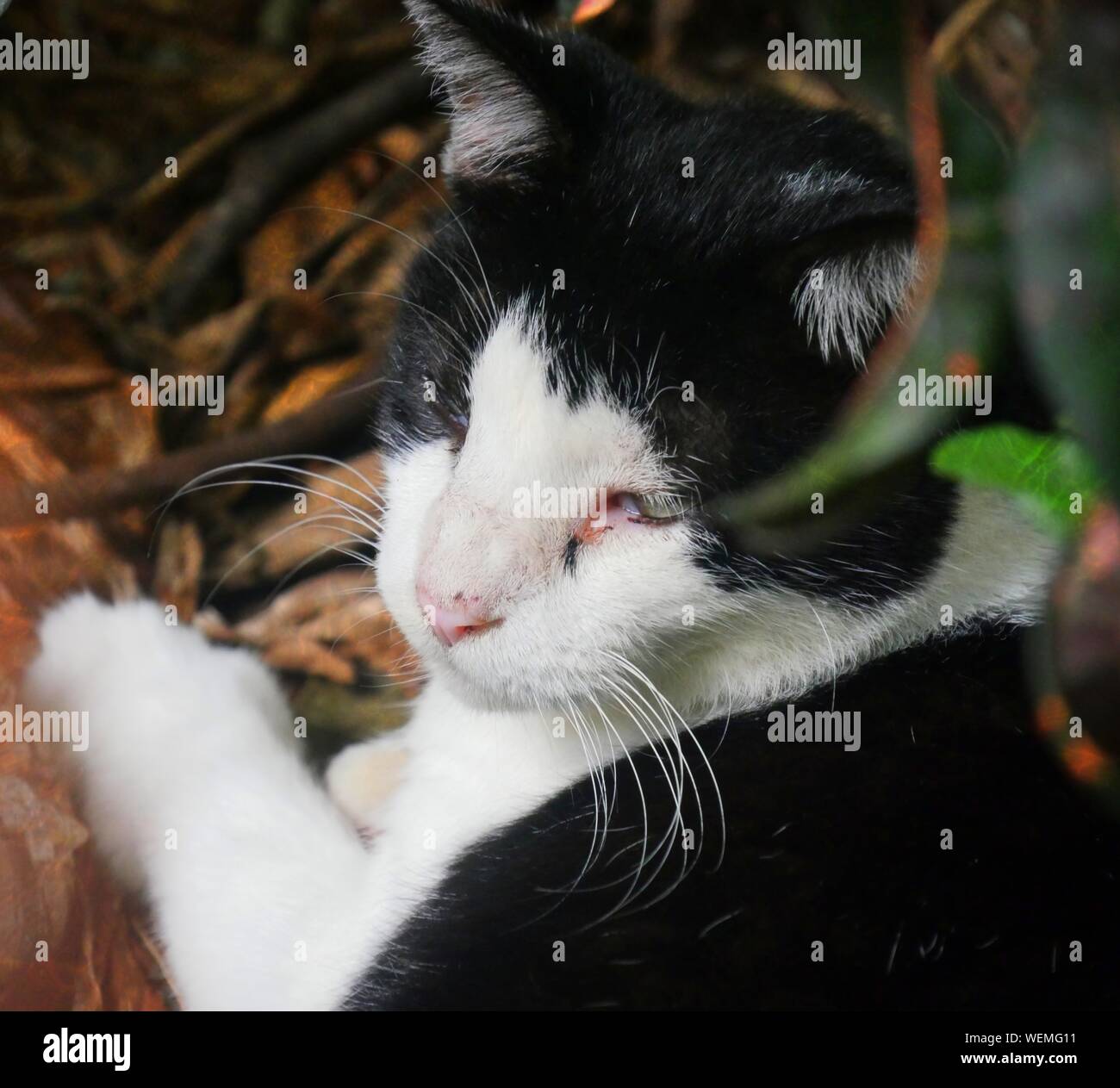 Hemingway home cat hi-res stock photography and images - Alamy