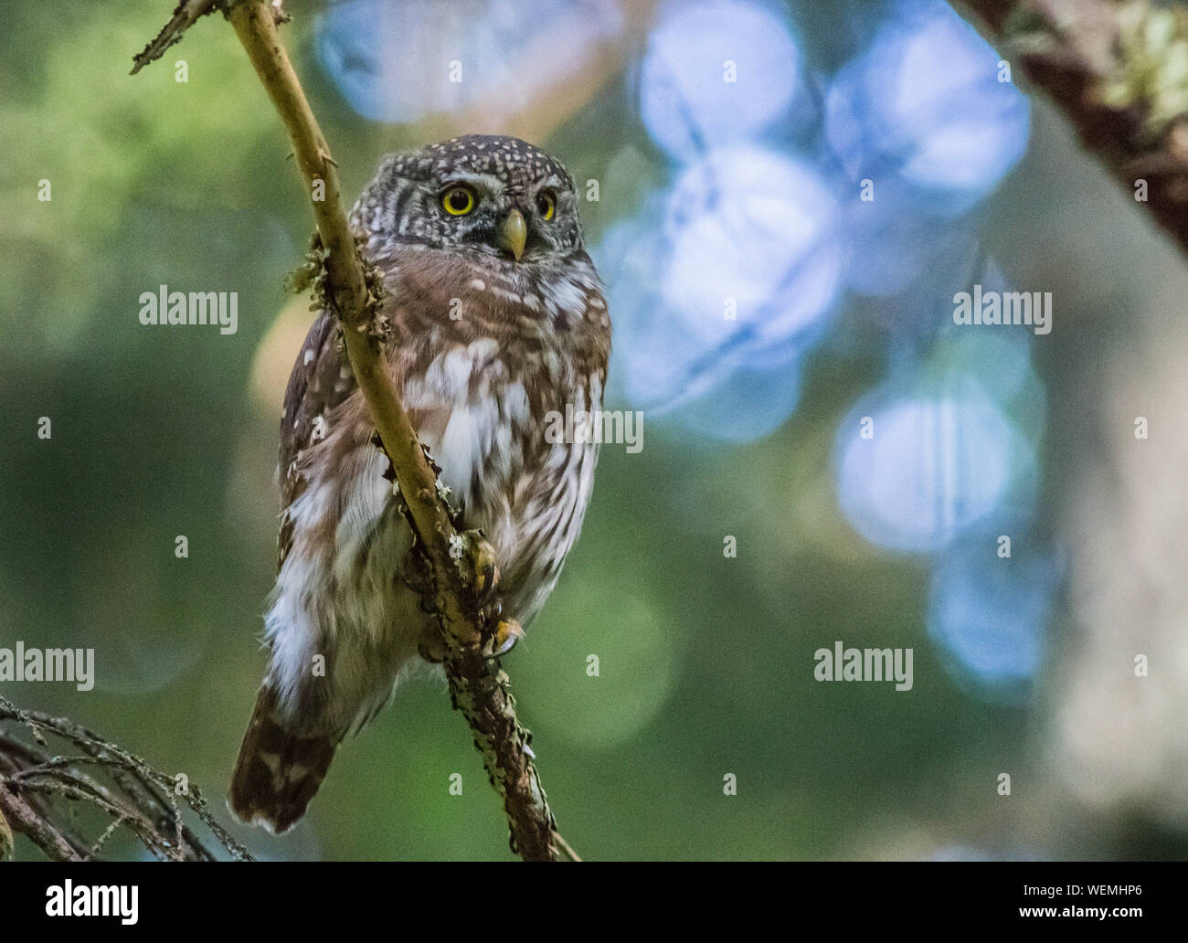 Eurasian pygmy owl (Glaucidium passerinum Stock Photo - Alamy
