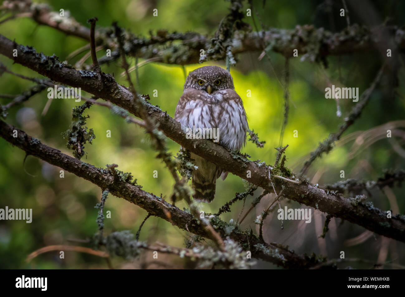 Eurasian pygmy owl (Glaucidium passerinum Stock Photo - Alamy