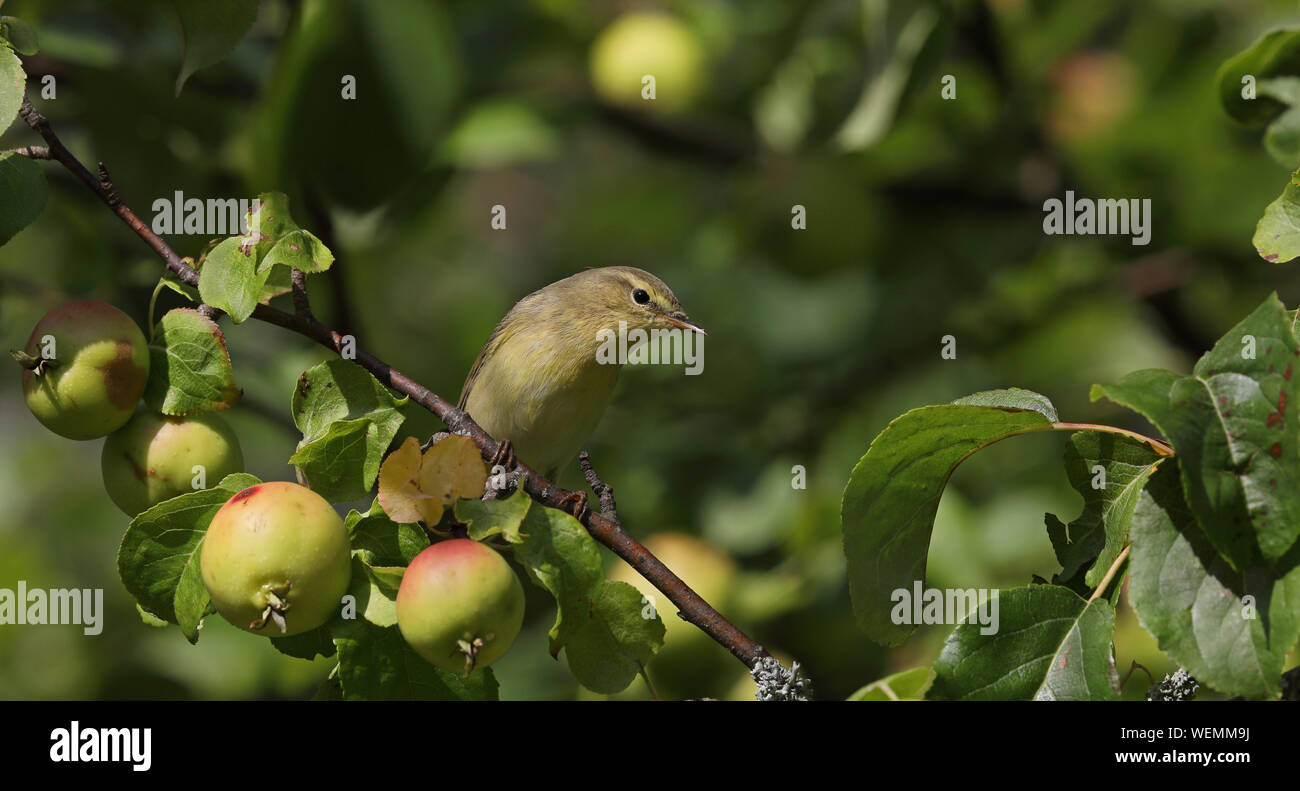 Sitting in an apple tree hi-res stock photography and images - Alamy