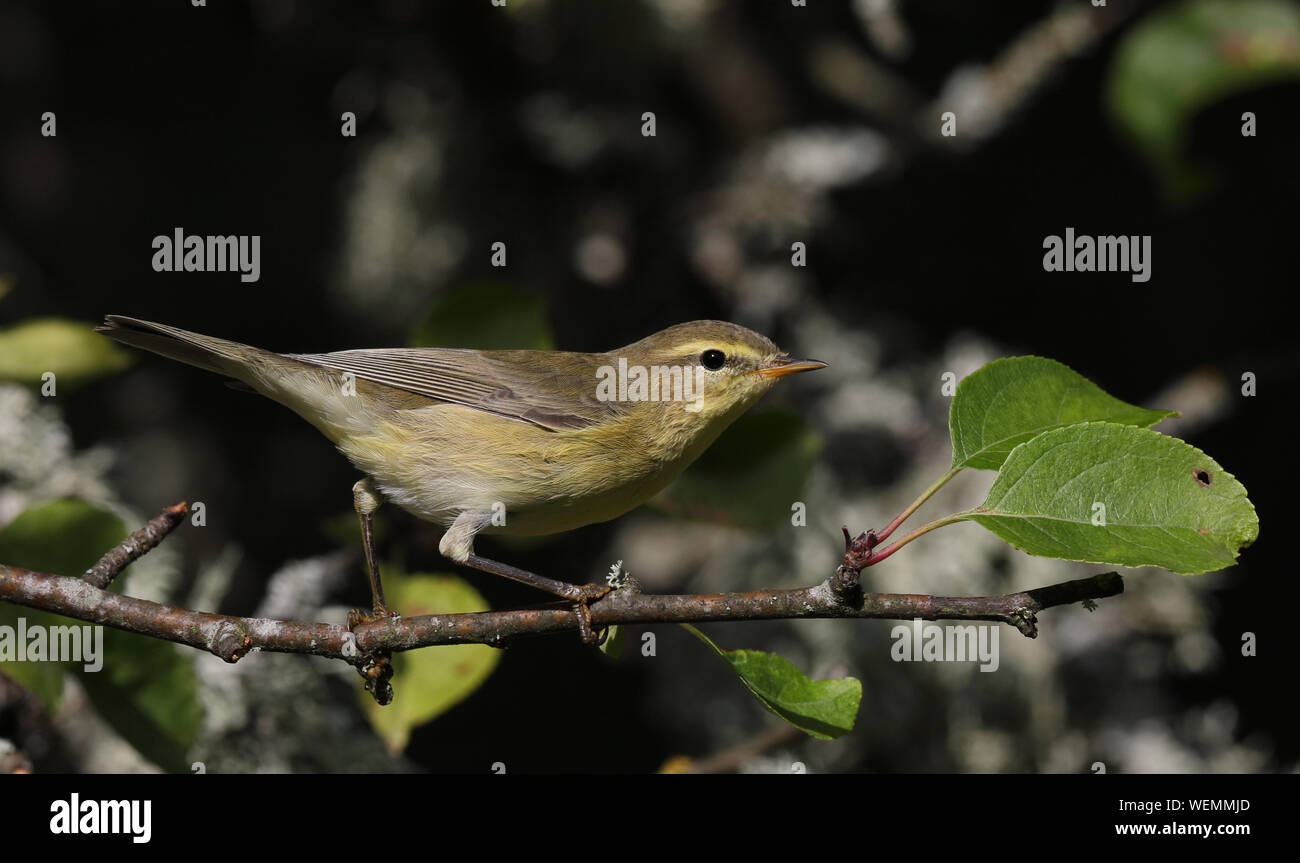 Willow warbler, sitting in Apple tree Stock Photo - Alamy