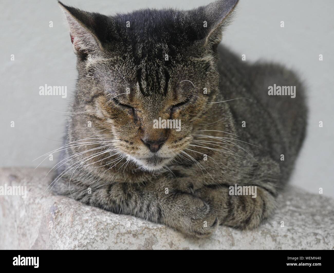 Close up of one of the pampered cats relaxing at the Hemingway gardens ...