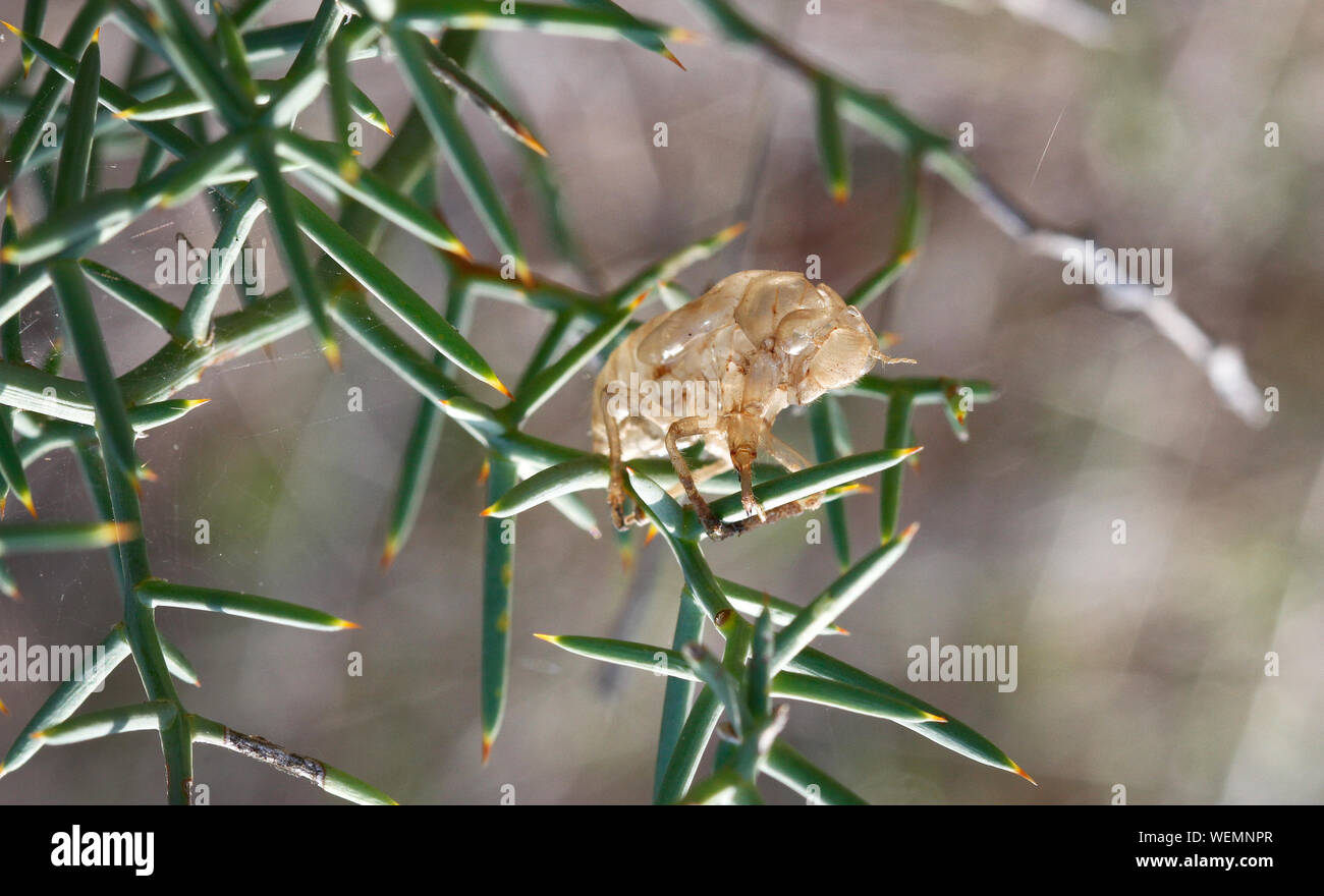 Cicada Exoskeleton High Resolution Stock Photography and Images - Alamy