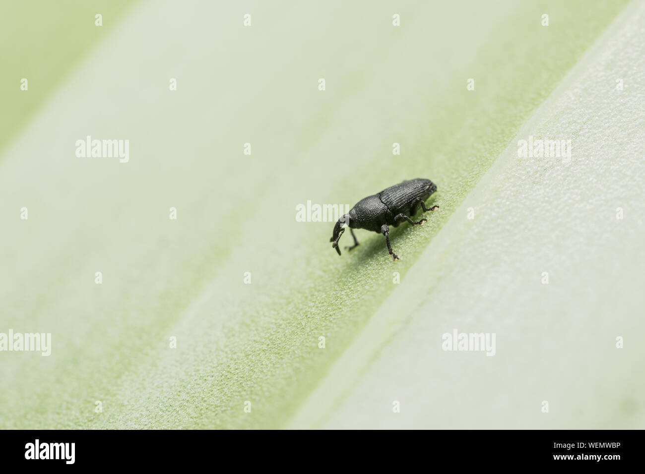 Focus On Weevil High Resolution Stock Photography and Images - Alamy