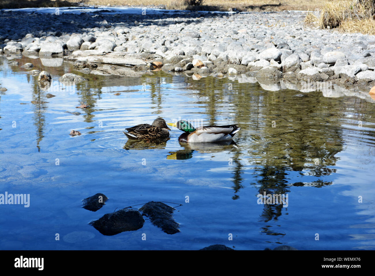 Mallard duck couple playing in a stream Stock Photo - Alamy
