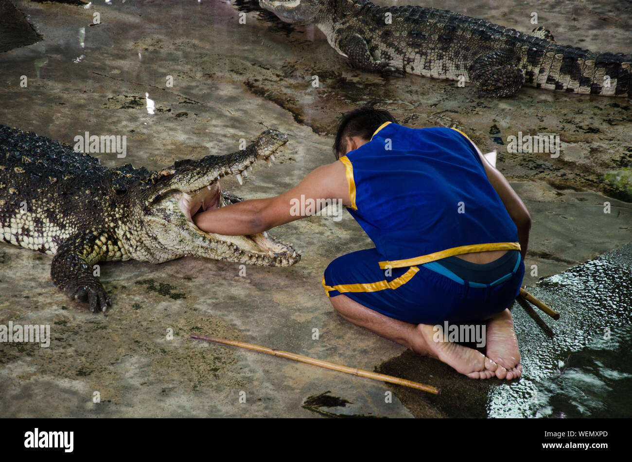 Stunt animal hi-res stock photography and images - Alamy