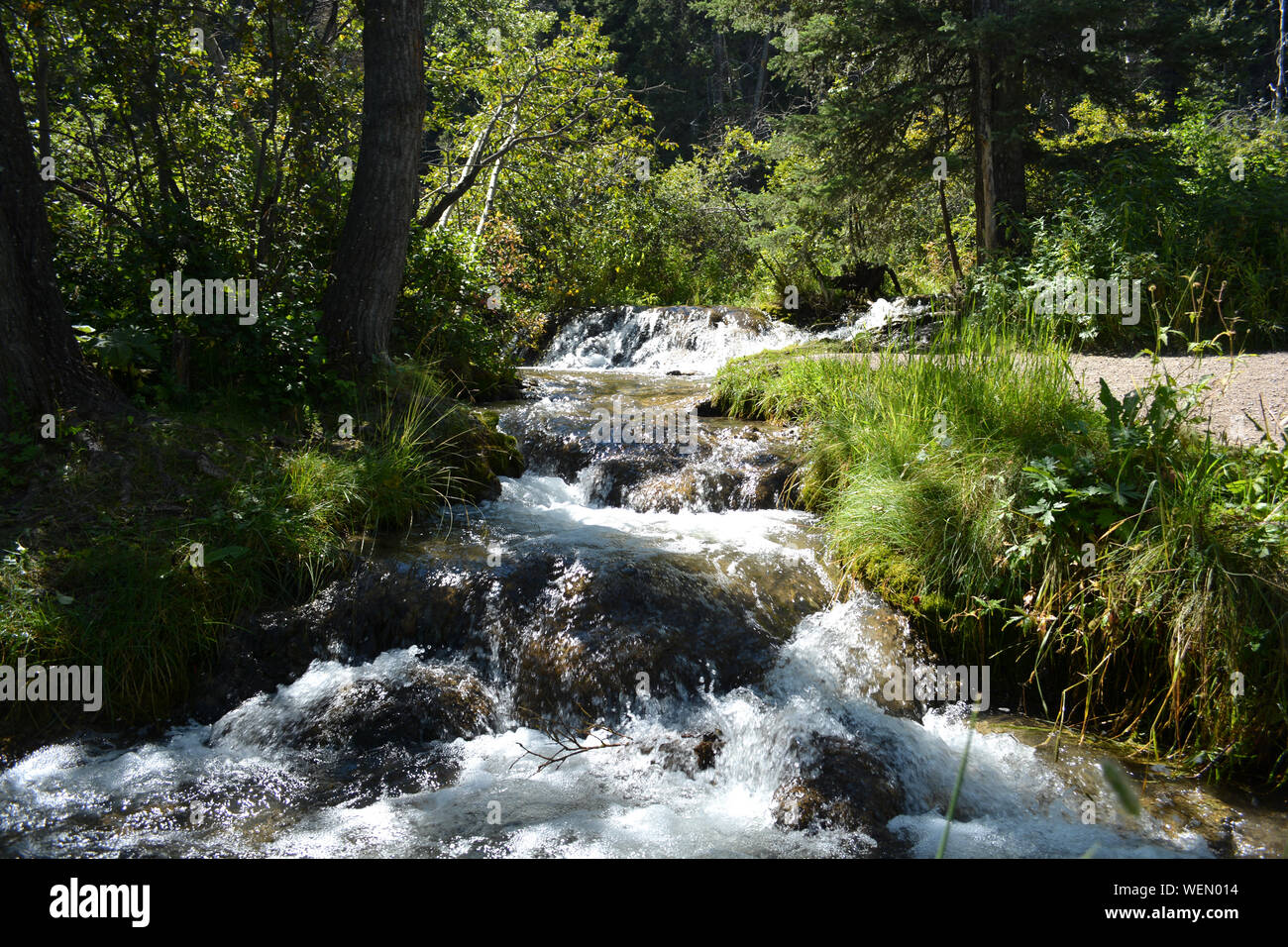 Fresh natural spring water running through forest Stock Photo - Alamy