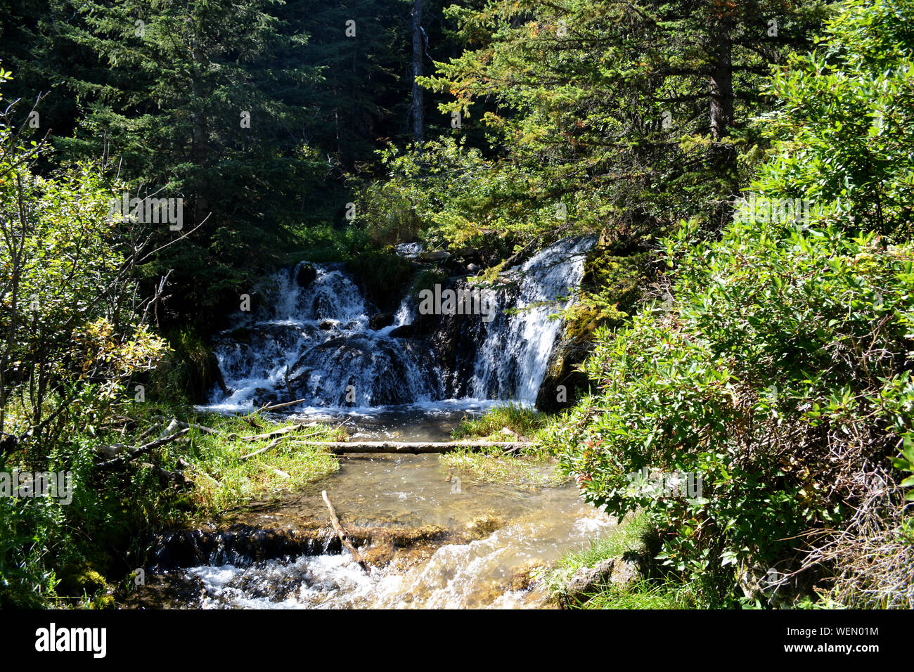Fresh natural spring water running through forest Stock Photo - Alamy