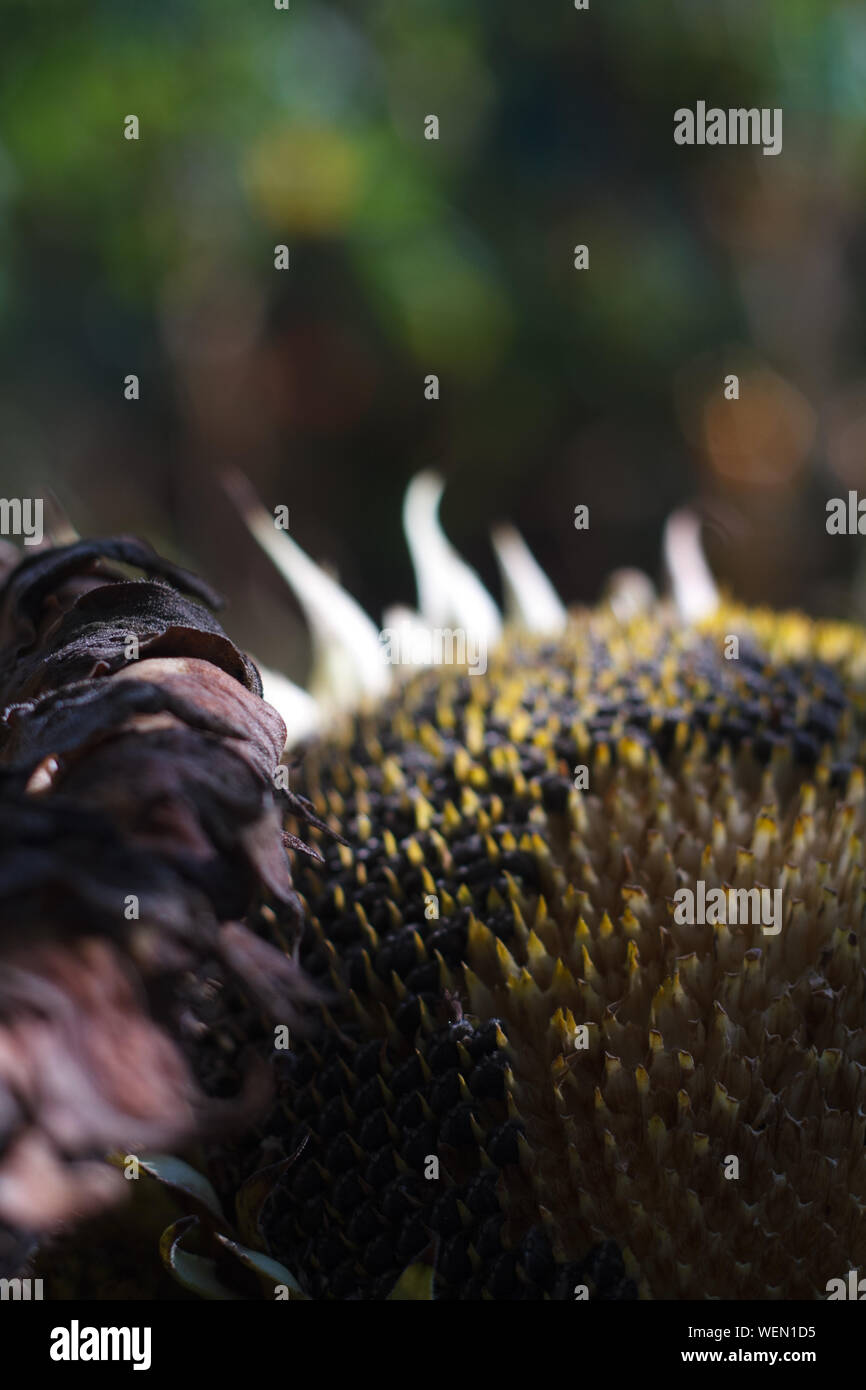 Whole sunflower head hi-res stock photography and images - Alamy