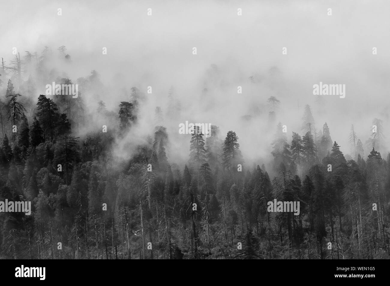 Foggy Forest Scene High Resolution Stock Photography and Images - Alamy