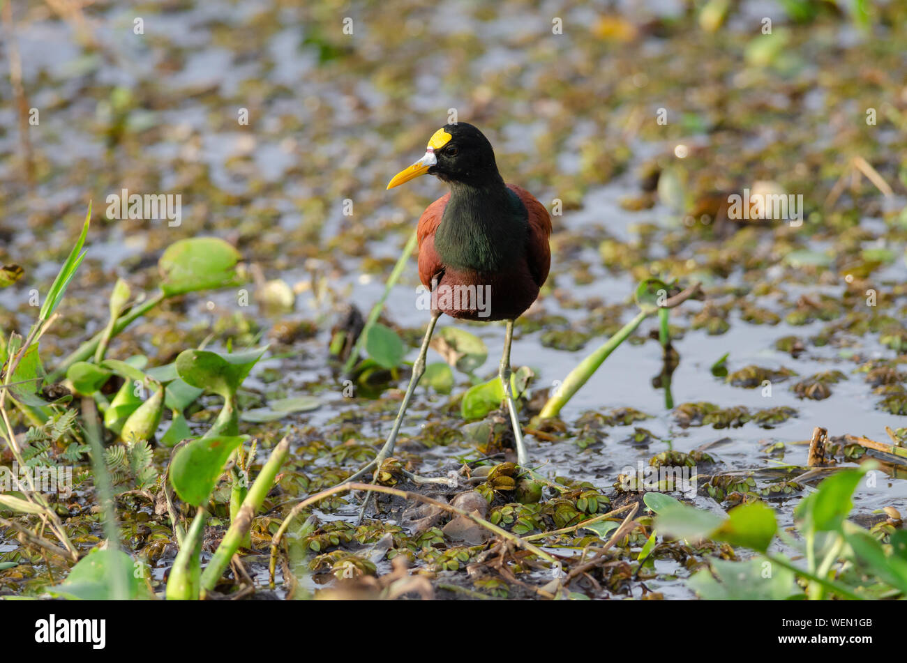 Northern Jacana (Jacana spinosa), Palo Verde, Costa Rica Stock Photo ...