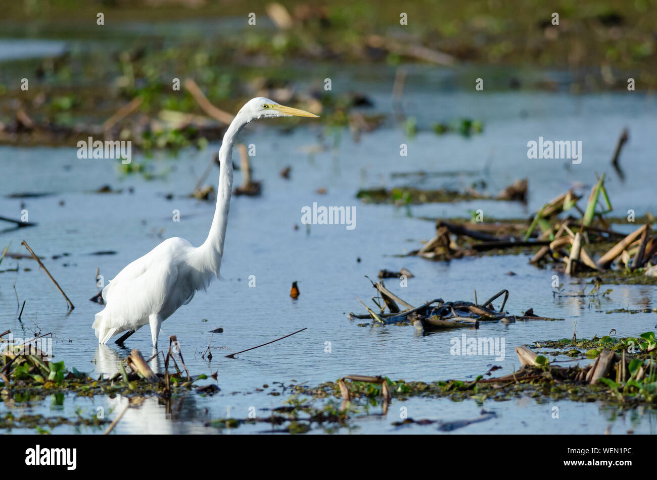 Great Egret in Palo Verde National Park, Costa Rica Stock Photo - Alamy