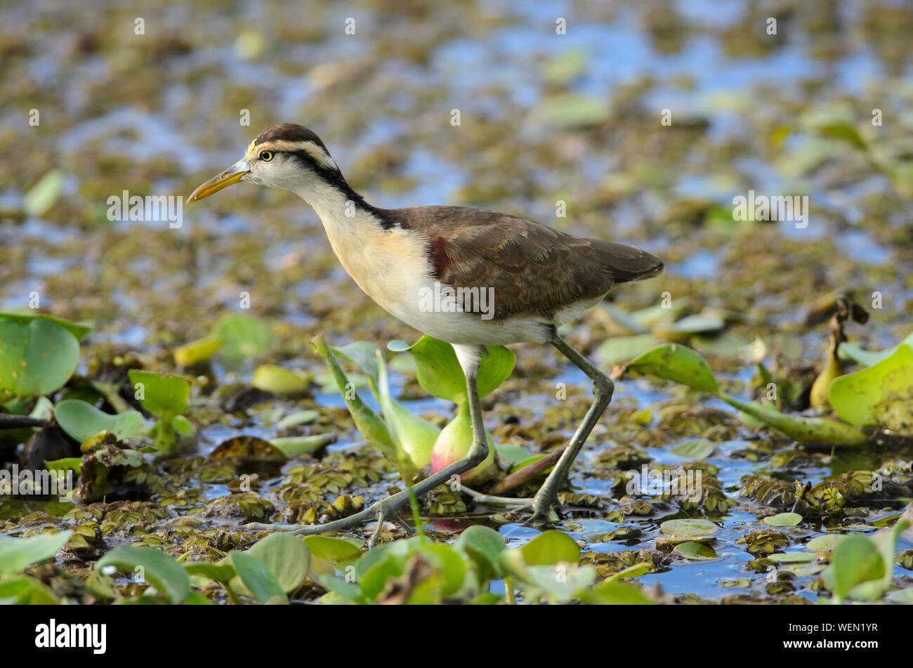 Northern Jacana (Jacana spinosa) - juvenile, Palo Verde Stock Photo - Alamy