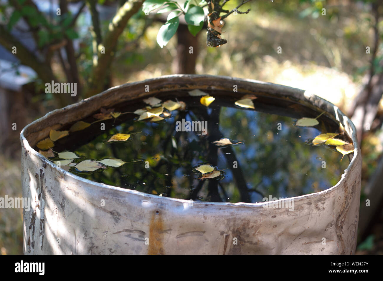 An old metal barrel filled to the brim with rain water for watering ...