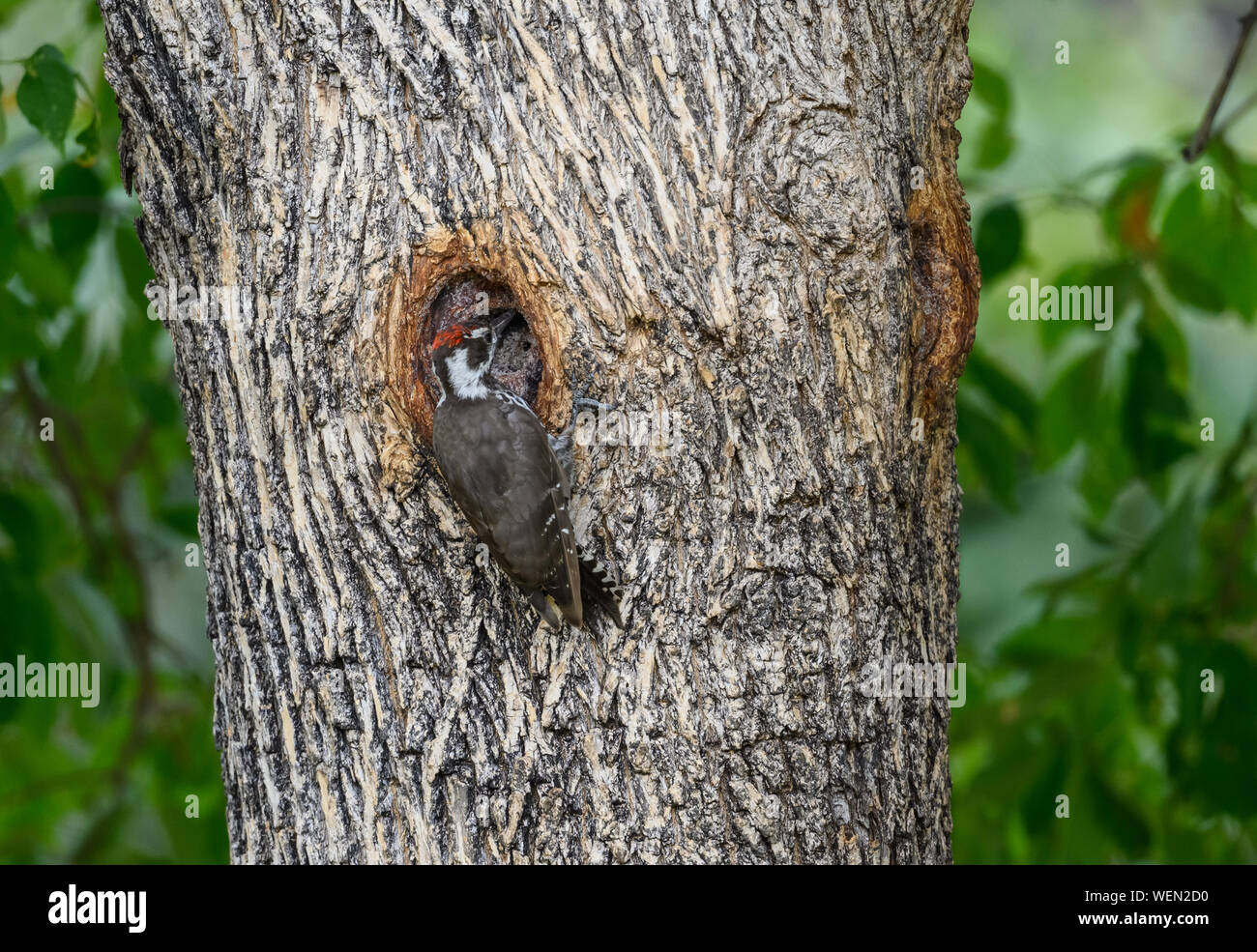 An Arizona Woodpecker (Picoides arizonae) checking out a tree hole ...