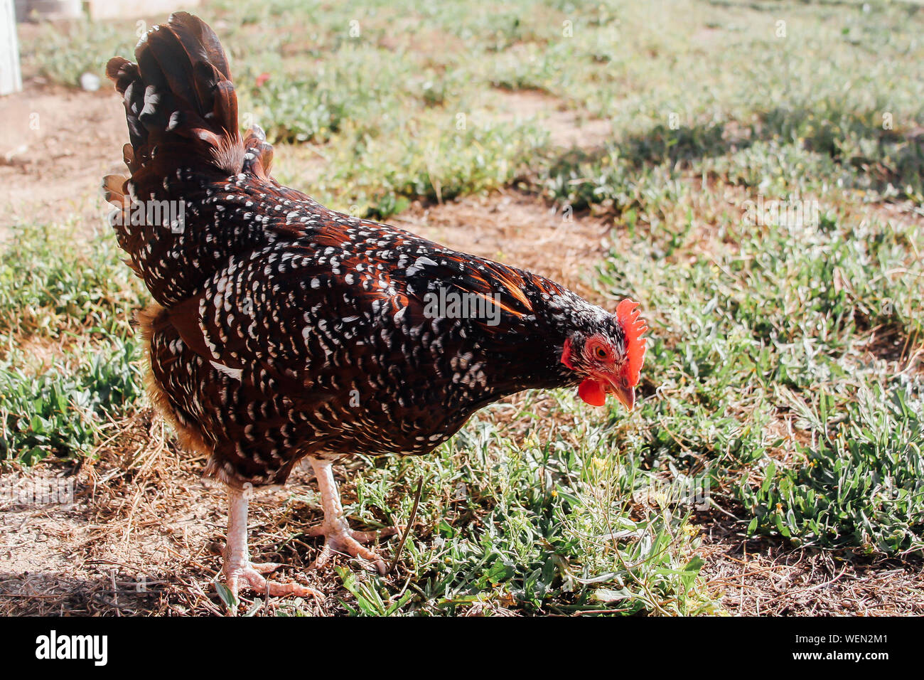 Brown hen grass hi-res stock photography and images - Alamy