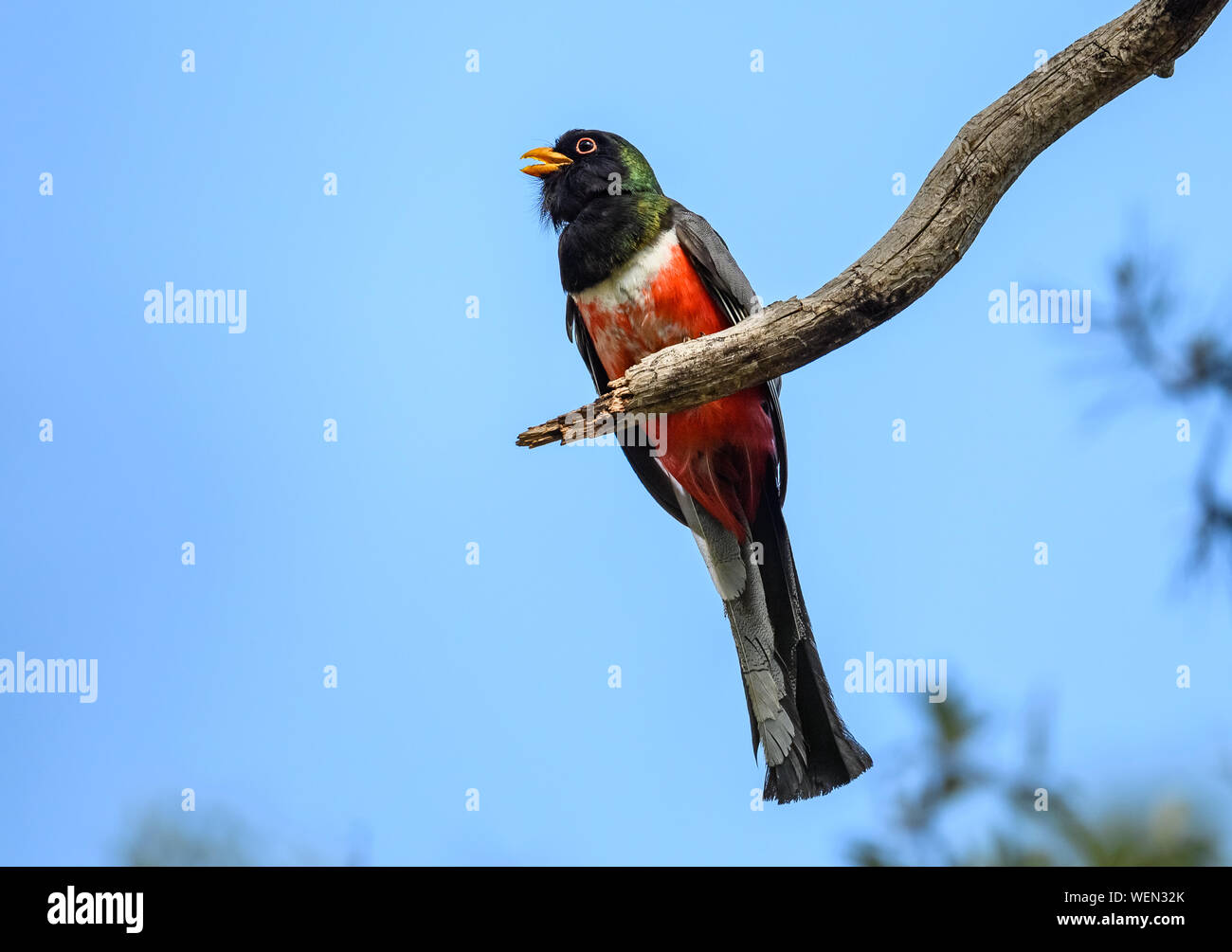 Mexico madera hi-res stock photography and images - Alamy