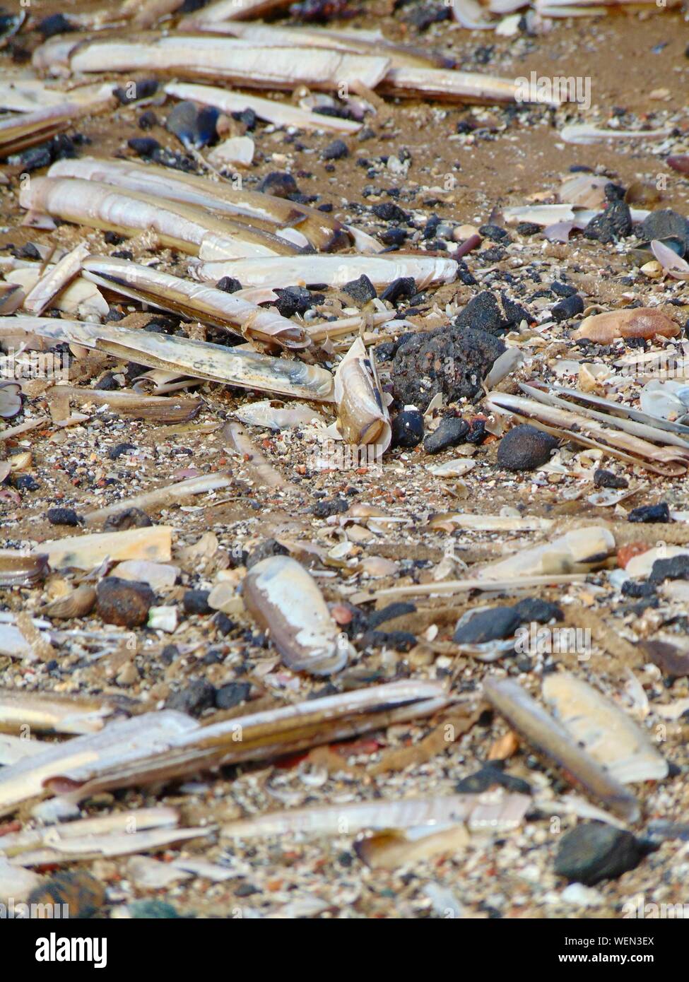 Beach clams hi-res stock photography and images - Alamy