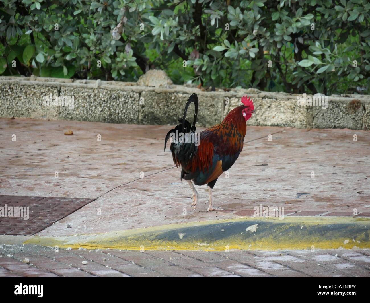 Rooster walking on a brick pavement Stock Photo - Alamy