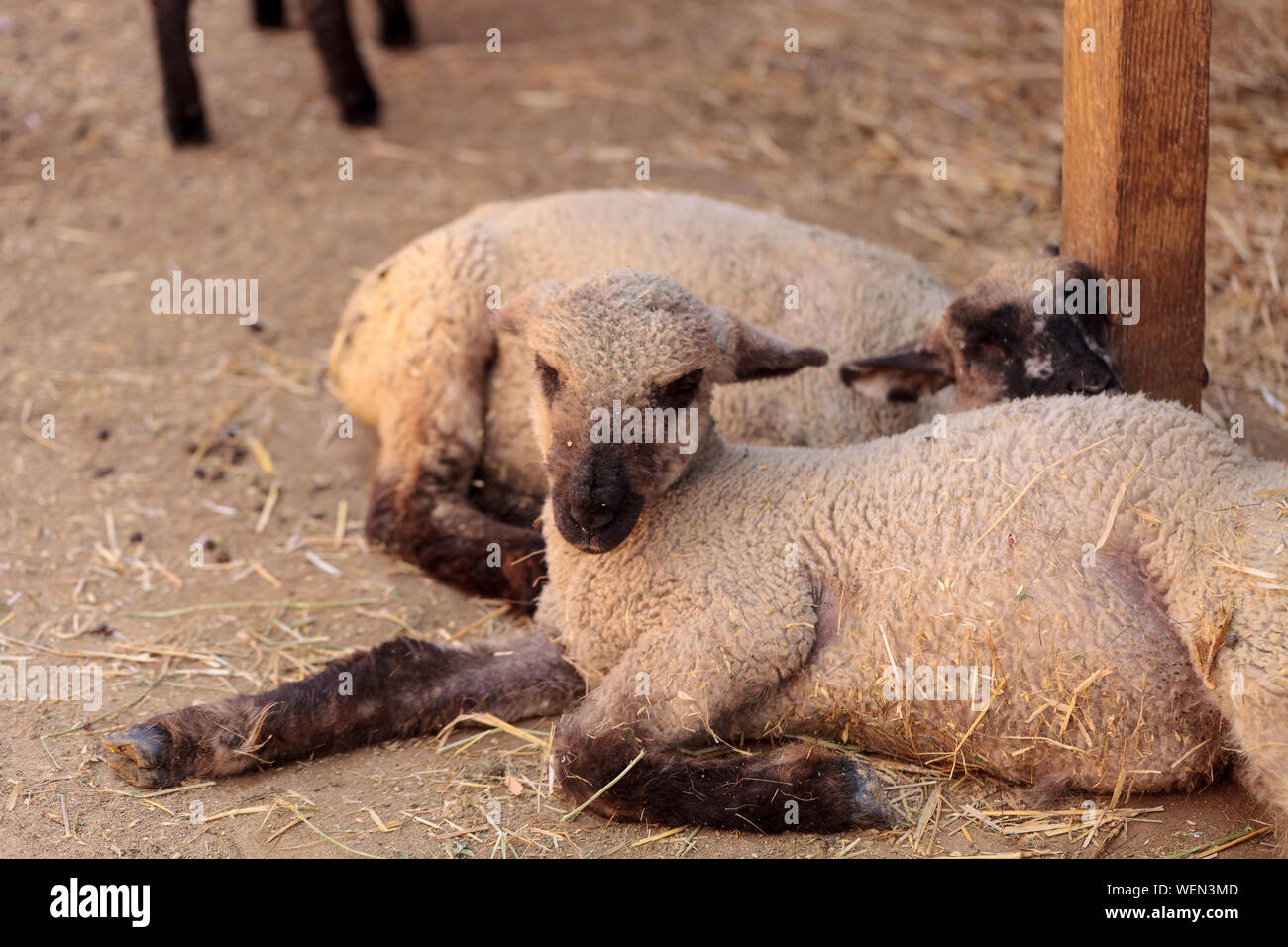 Three lying sheep hi-res stock photography and images - Alamy