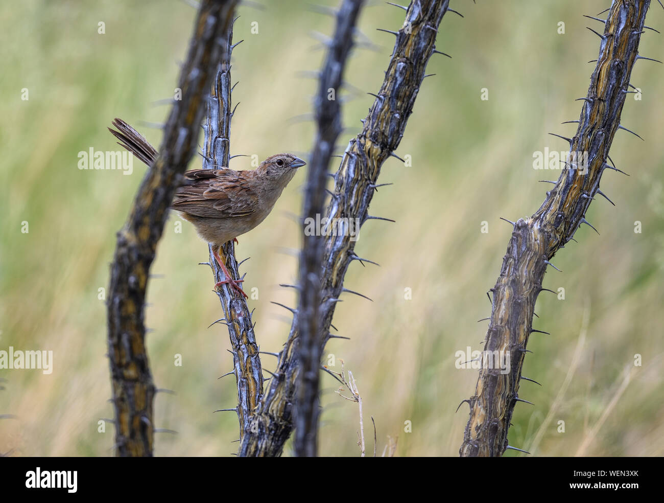 A rare Botteri's Sparrow (Peucaea botterii) jumping between spiny ...