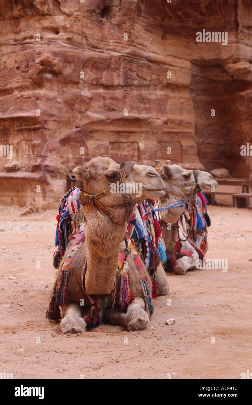 Row of camels hi-res stock photography and images - Alamy