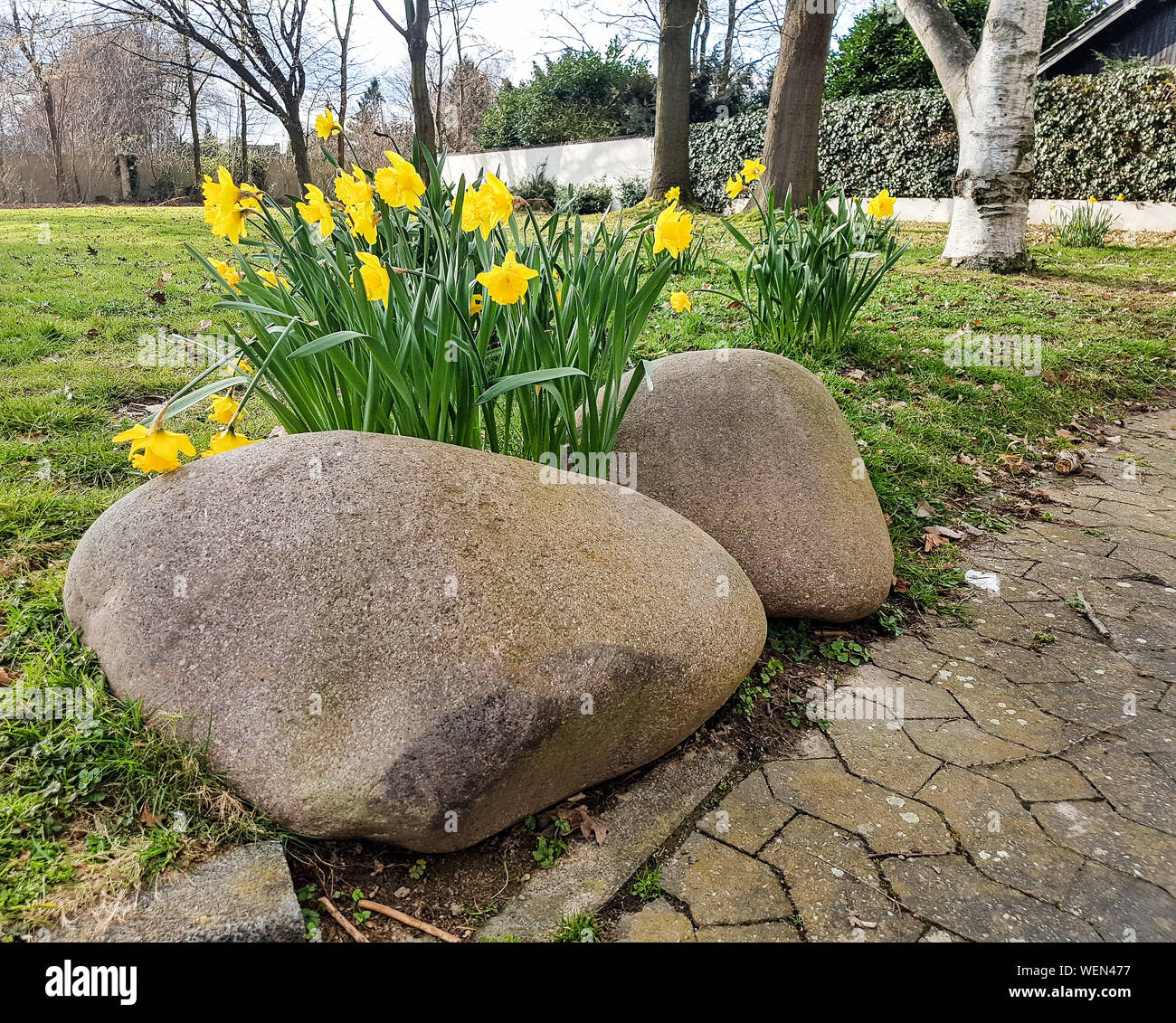 Yellow Flowers Growing Rocks High Resolution Stock Photography and ...