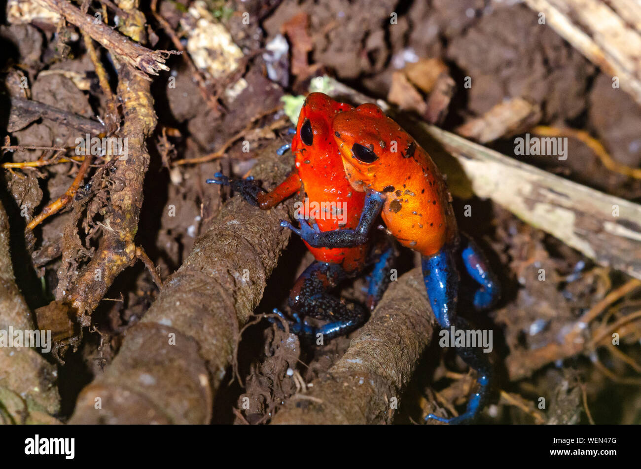 Strawberry Poison-Dart Frog (Oophaga pumilio) two males fighting , La ...