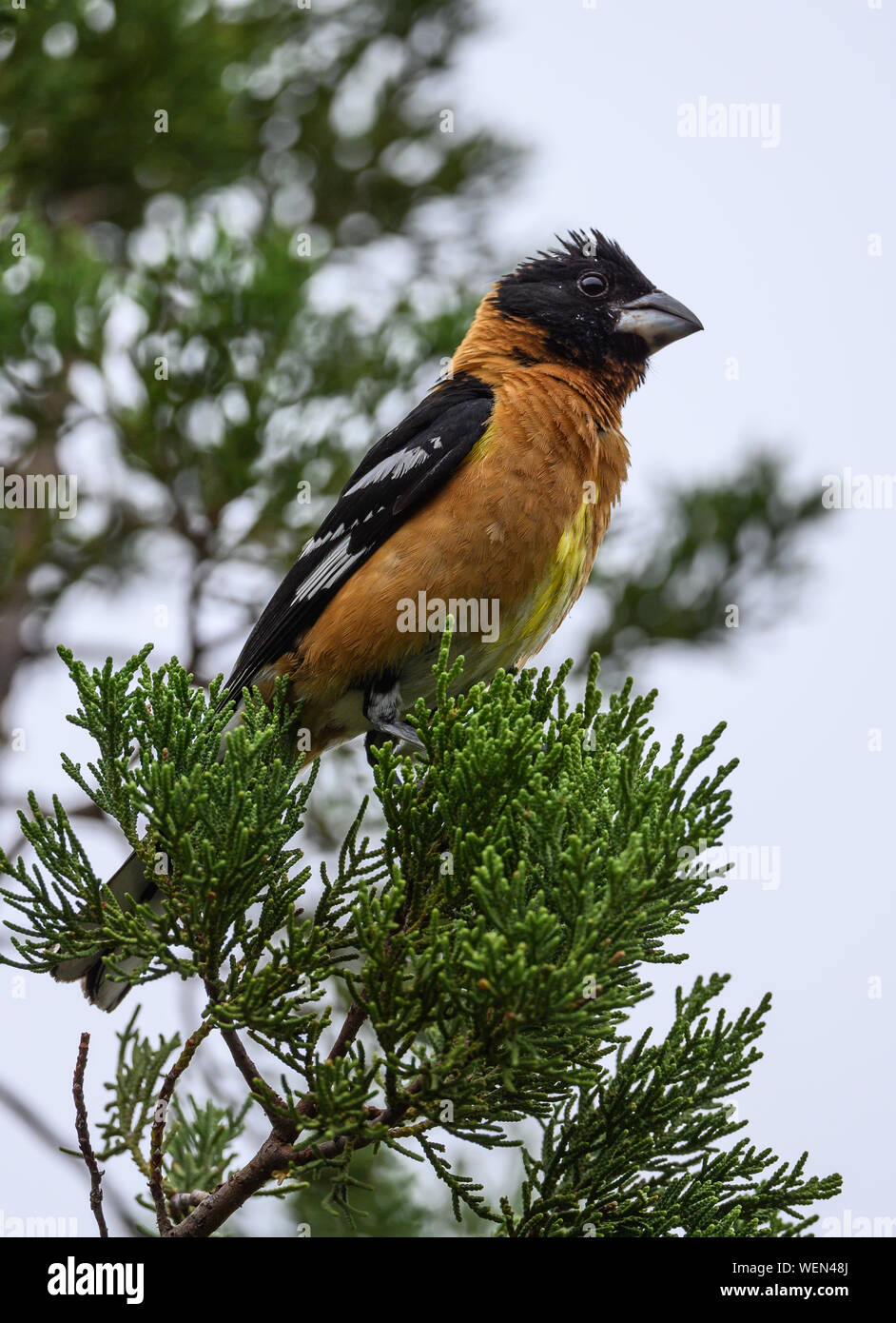 A male Black-headed Grosbeak (Pheucticus melanocephalus) perched on a ...