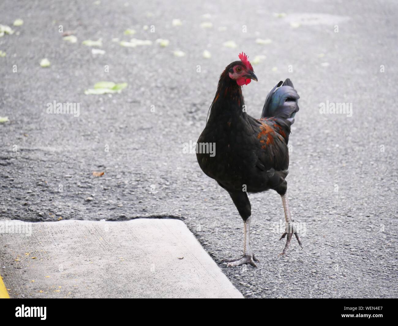 Hen walking on a concrete pavement Stock Photo - Alamy