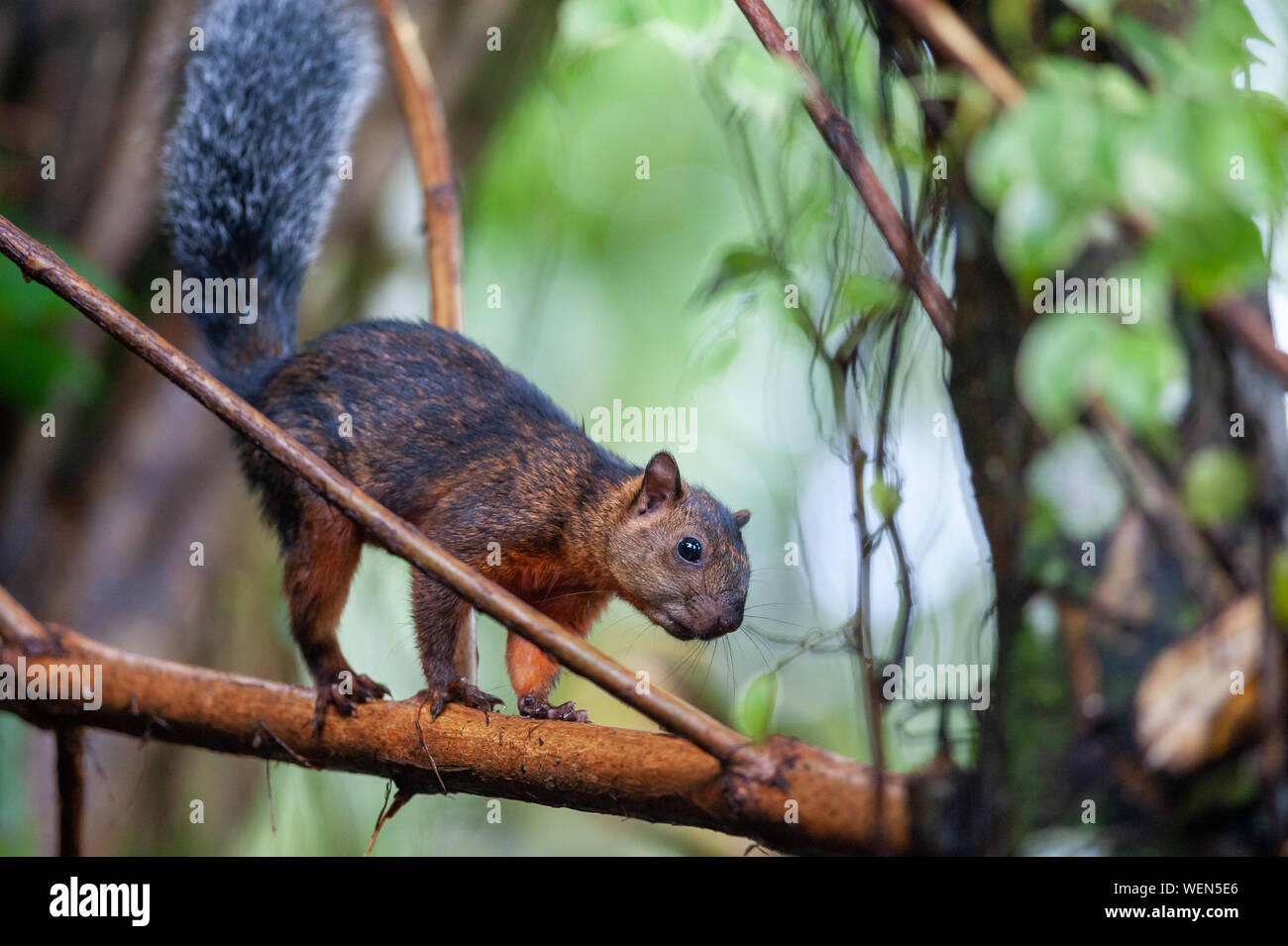 Variegated squirrel (Sciurus variegatoides) near Sarapiqui river, Costa ...